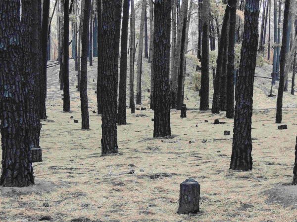 INCENDIOS FORESTALES EN LA PATAGONIA Claves para entender lo que está ...